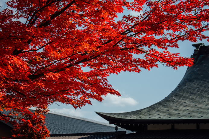 First-Time Travelers - Hida City